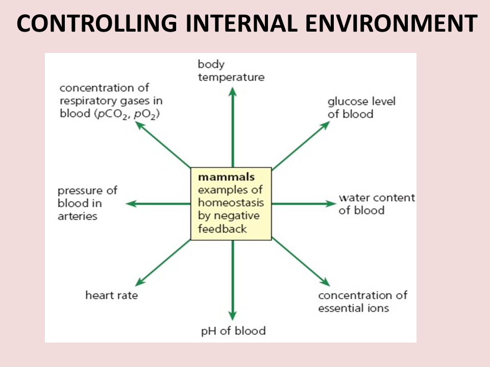 Grade 12: Chapter 3 - HOMEOSTASIS