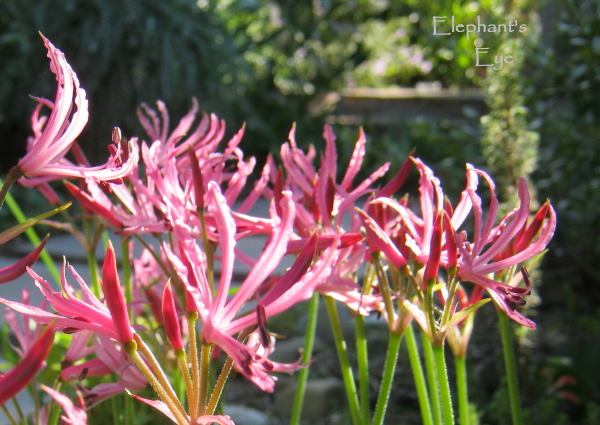 Candy pink Nerine