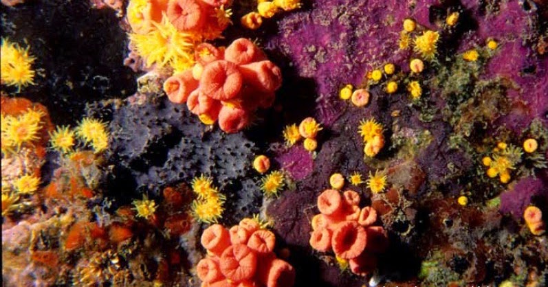 PROJETOBIOMAR: Coral Sol é uma ameaça a espécies marinhas na costa de ...