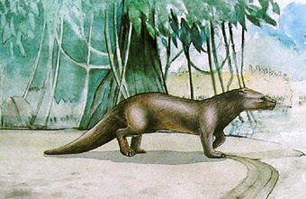 Escenarios prehistóricos: Hapalodectes