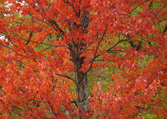 Stories from the Wigwam: The Story of the Maple Tree