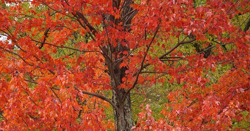 Stories from the Wigwam: The Story of the Maple Tree