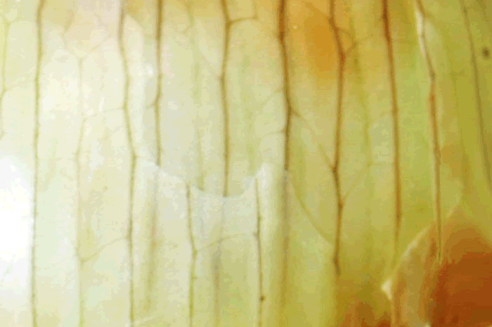 Things wot I Made Then Ate: Fish sticks, baked potato/onion clumps