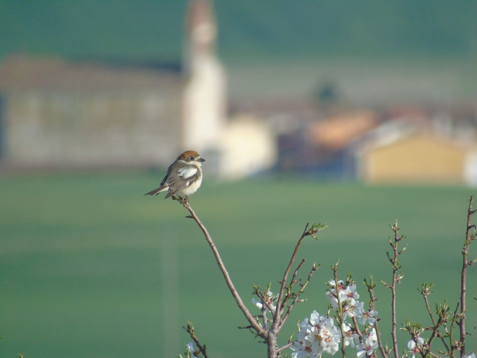 Aves de Villarmentero de Esgueva: Martinete (Nycticorax nycticorax)