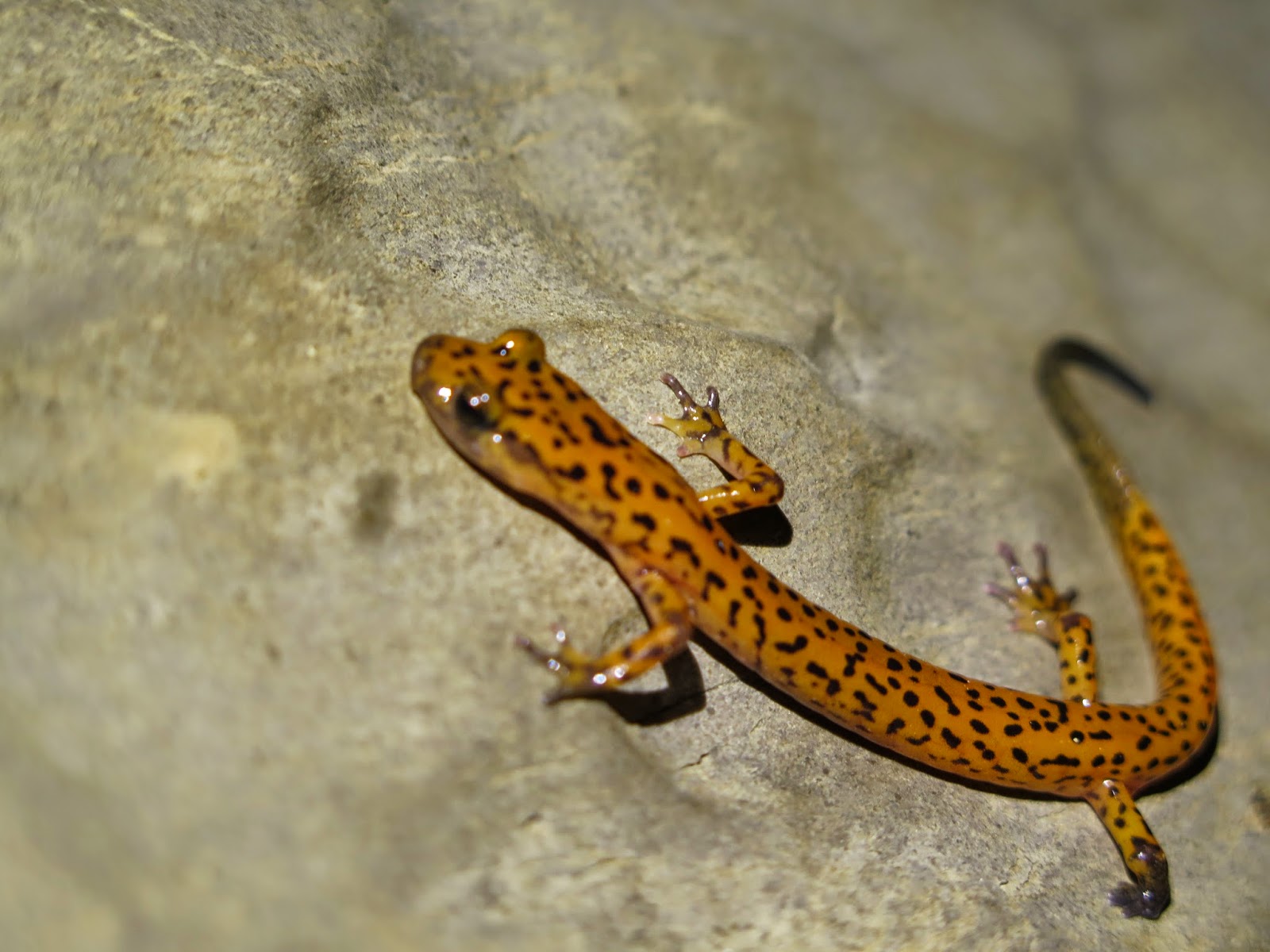 COON CAVE & EVERSOLE CAVE - ADAM HAYDOCK