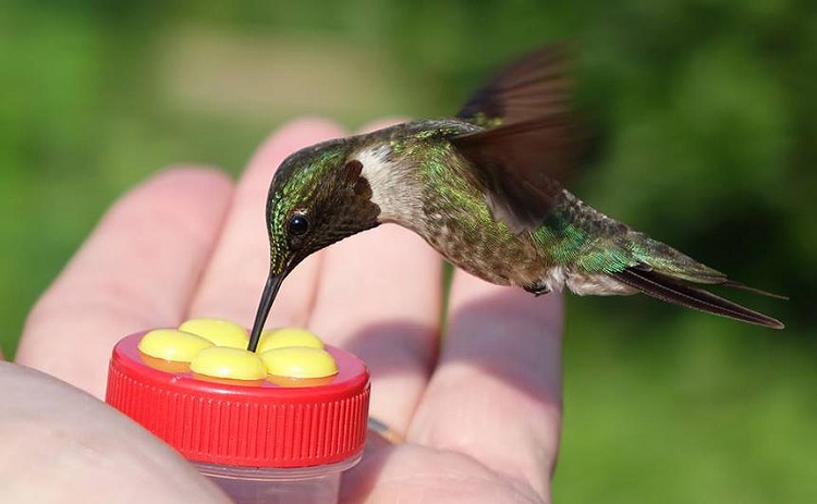 Bee Hummingbird In Hand