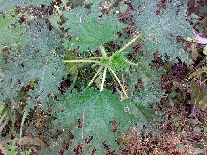 penjelajah alam: DAUN PULUS ,DAN DAUN JELATANG