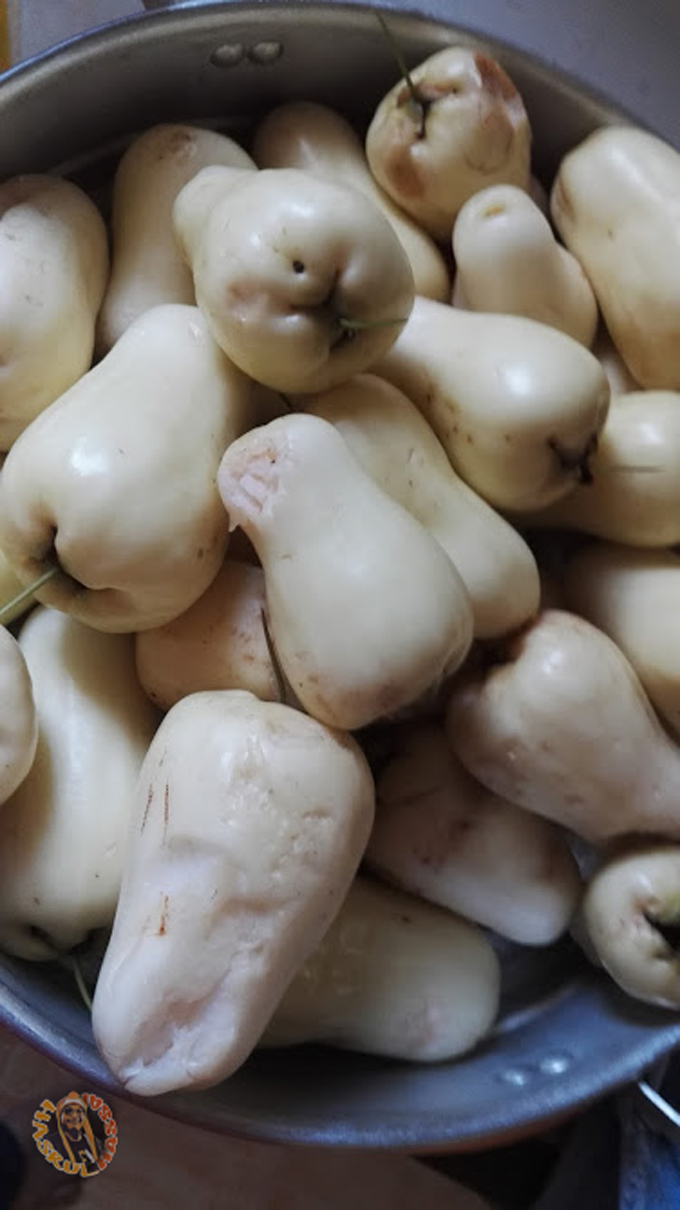 Jambu Susu atau Jambu Tetek - Pernah Rasa?