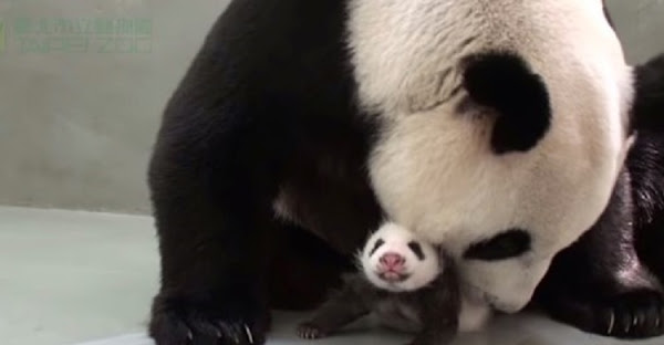 Baby Panda Reunites With Mom After Month Apart