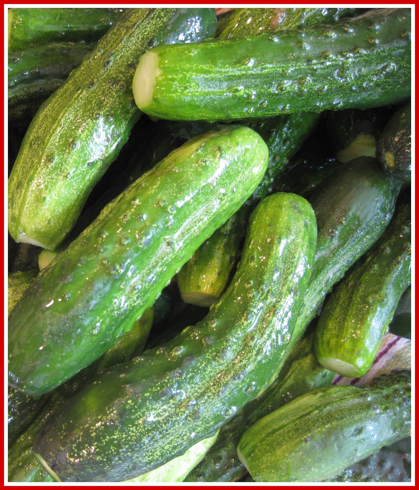 T. in the Burg: A Passion for Pickles!