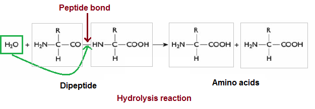 #12. Proteins - amino acids, peptid bonds | Biology Notes for A level