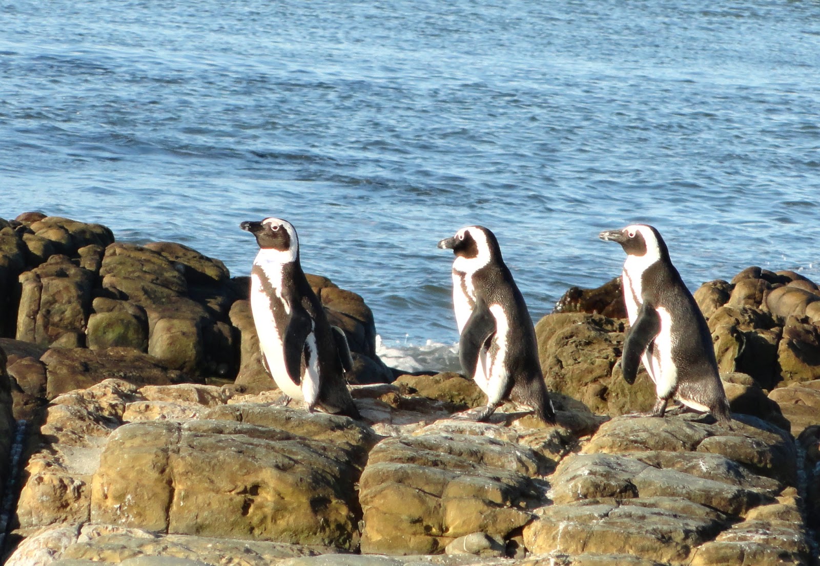 Robben Island Penguin Tracks: Robben 2012 Penguin Foraging Data ... Robben Island Penguin Tracks: Robben 2012 Penguin Foraging Data ...