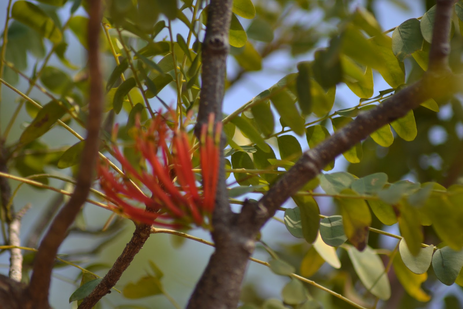 WWF-MSO: February 2012