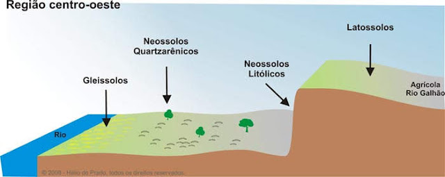 Onde as Plantas Crescem - Gleissolos