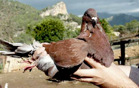 Uriaş de Mallorca | Rase-de-Porumbei-ro