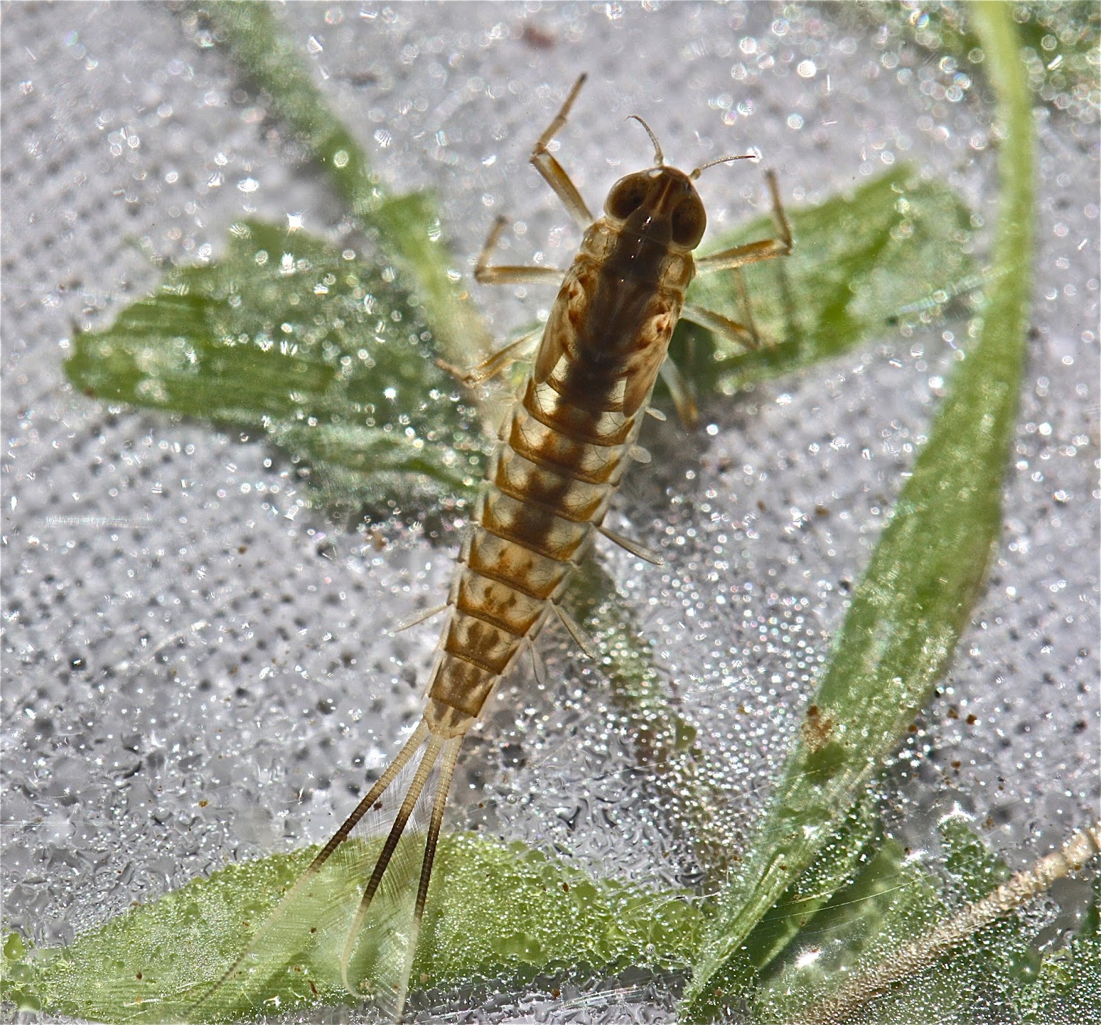 Aquatic Insects of Central Virginia