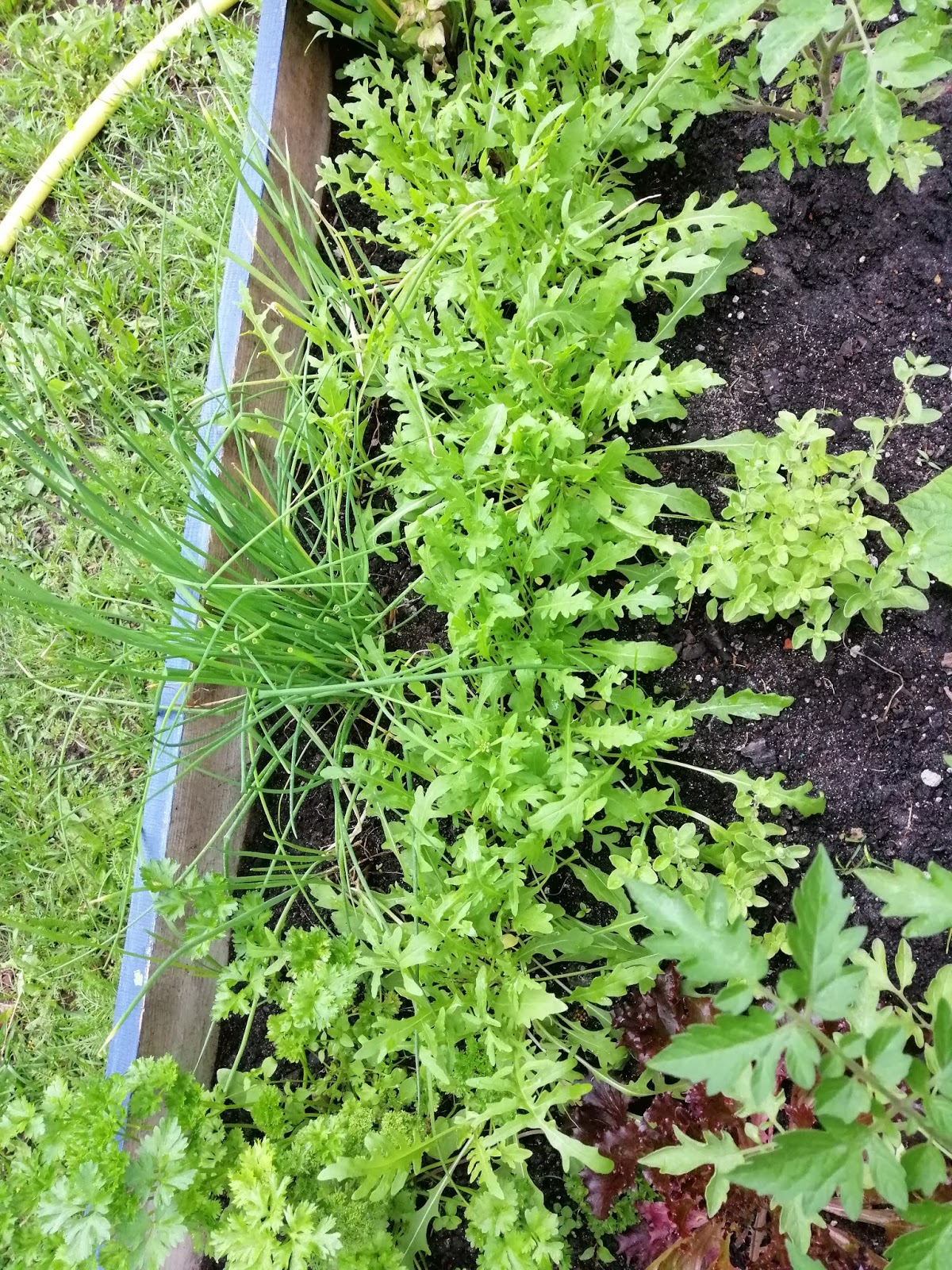 Dzika Kura w pastelowym Kurniku: Wracam!