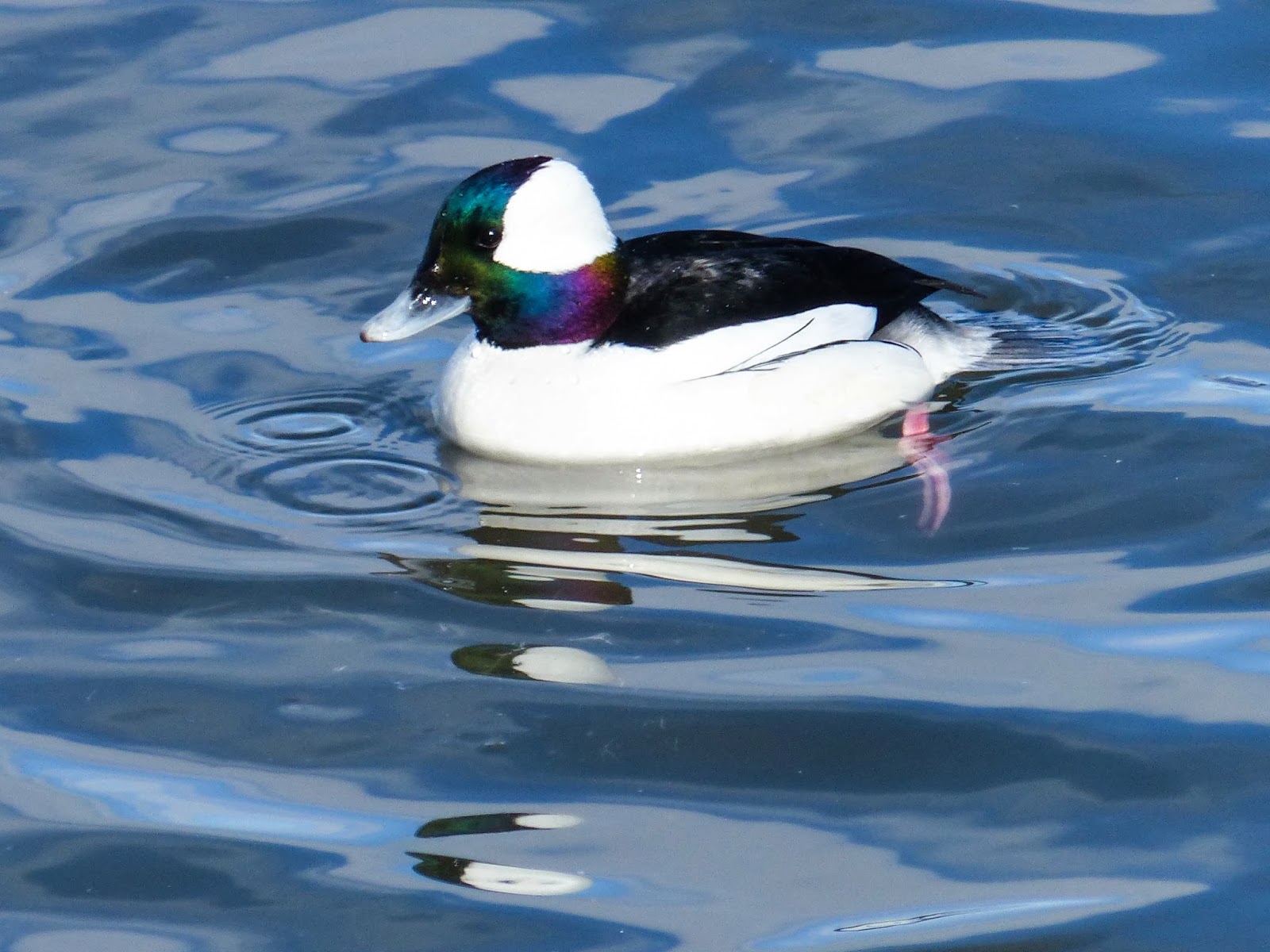 Gale's Photo and Birding Blog: Bufflehead Duck