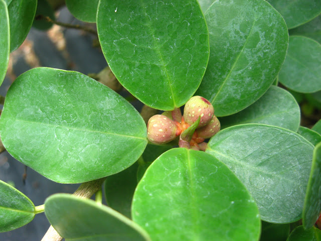 Bonsai Beginnings: A round leaf variety of Ficus microcarpa -Green ...