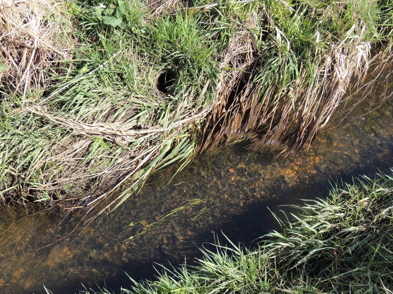About a Brook: Water Vole Signs - Collect the Set!