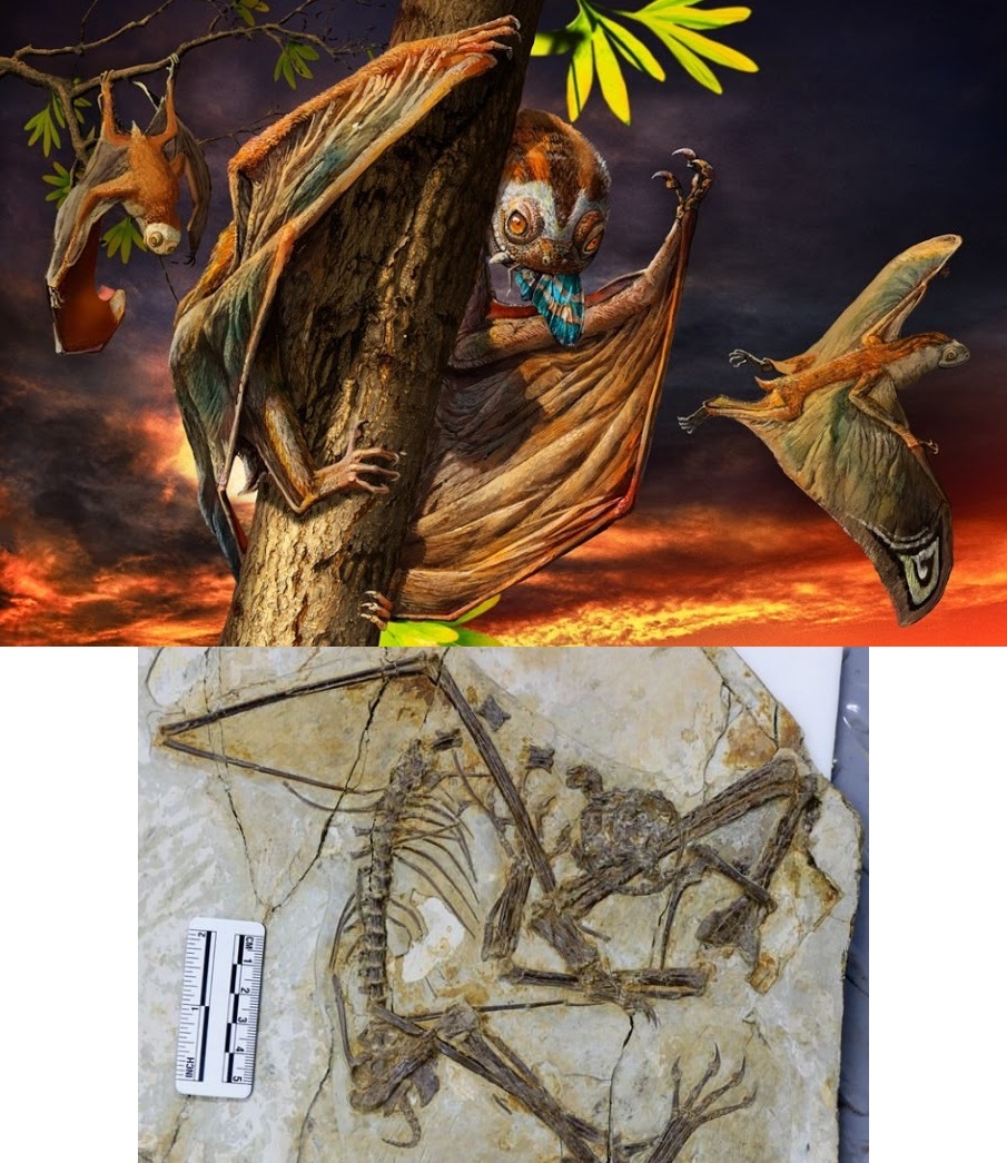 Species New to Science: [Paleontology • 2017] Vesperopterylus ...