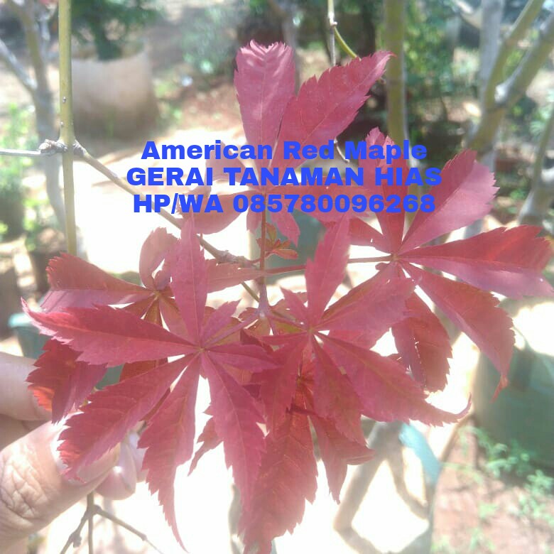American Red Maple atau Maple Amerika