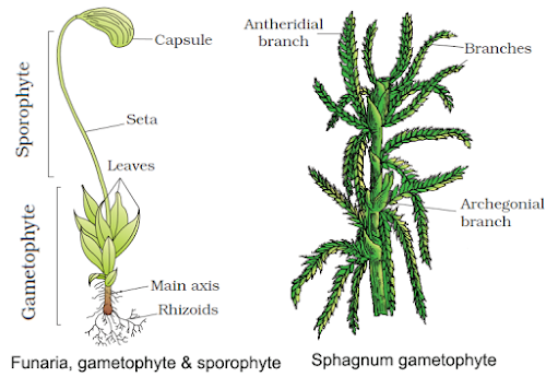 Plant Kingdom - Notes | Class 11 | Part 2: Bryophytes