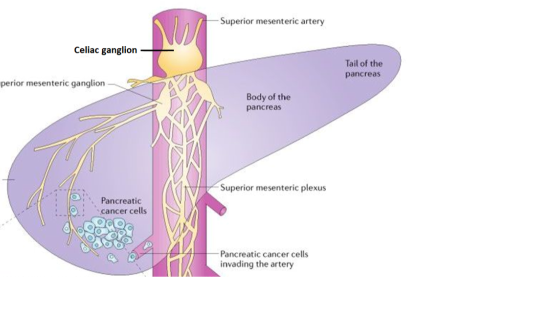 easyhumanatomy: Celiac ganglion : easy and brief discussion