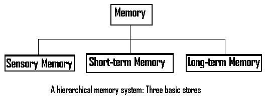 MIND: SECRETS OF MEMORY: Part I Three-store model of memory