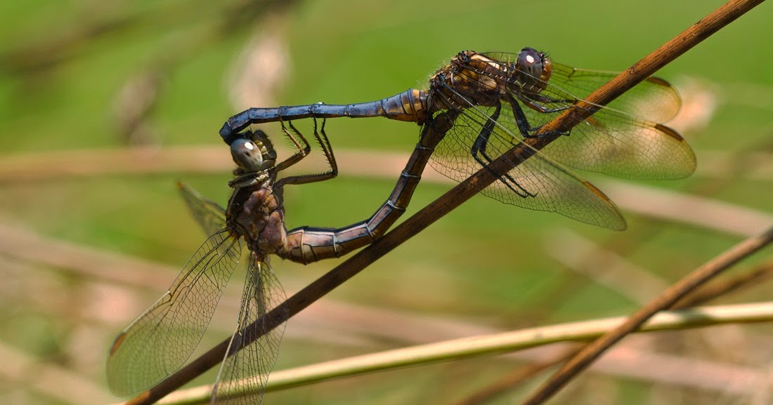 Palabras Nómadas del Viento: El arte de copular