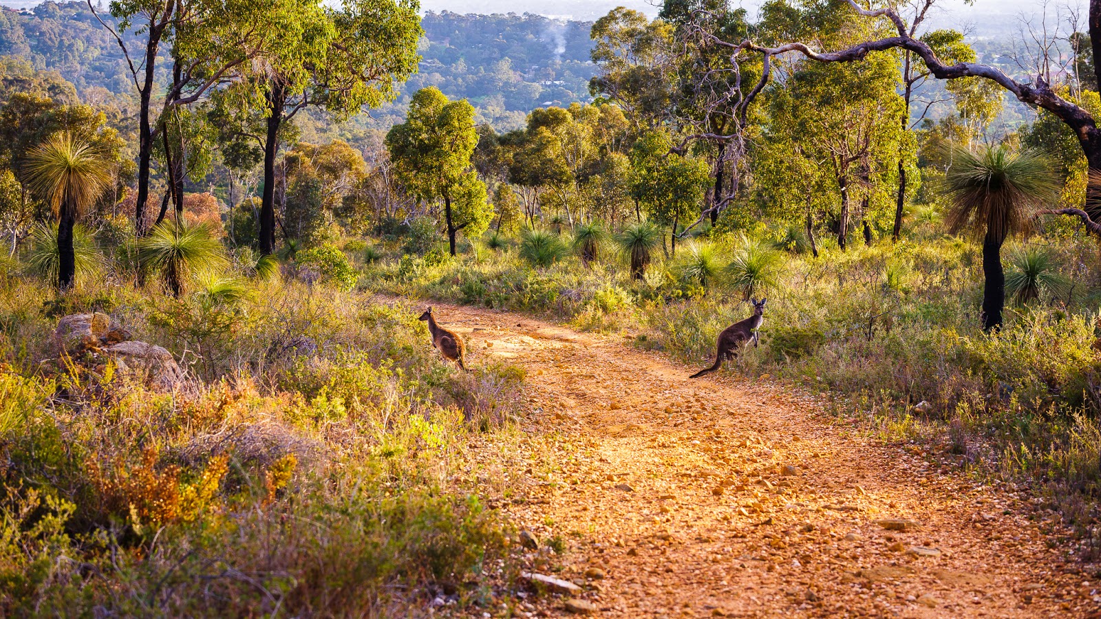 Random Lights Photography: The Eagle View Walk, John Forrest National Park