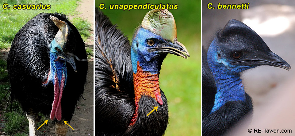 Kasuari, Burung Berkaki Pisau dari Belantara Papua | RE Tawon