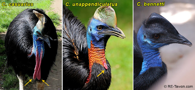 Kasuari, Burung Berkaki Pisau dari Belantara Papua | RE Tawon