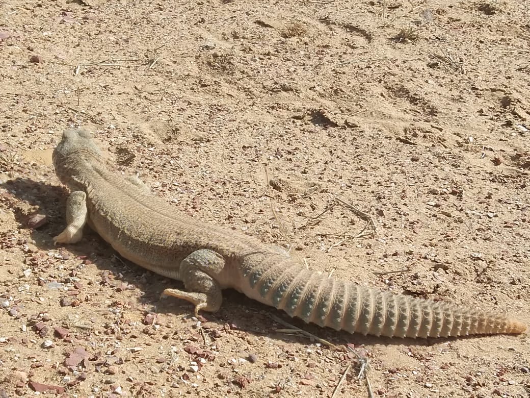 Information related to forest and wildlife(वन और वन्य जीवों से जुड़ी ...