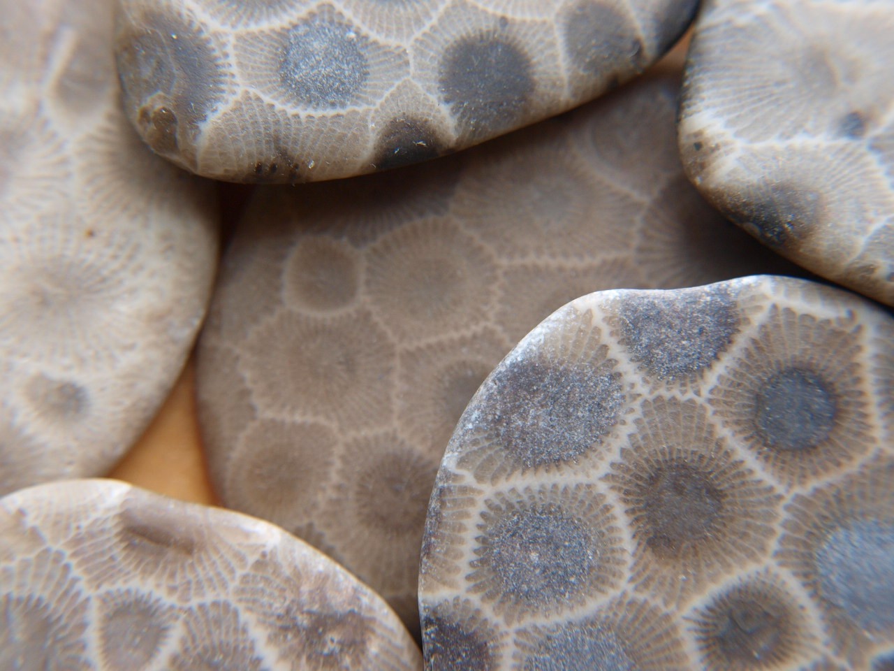 Charlevoix Chamber Times: Petoskey Stone Lore