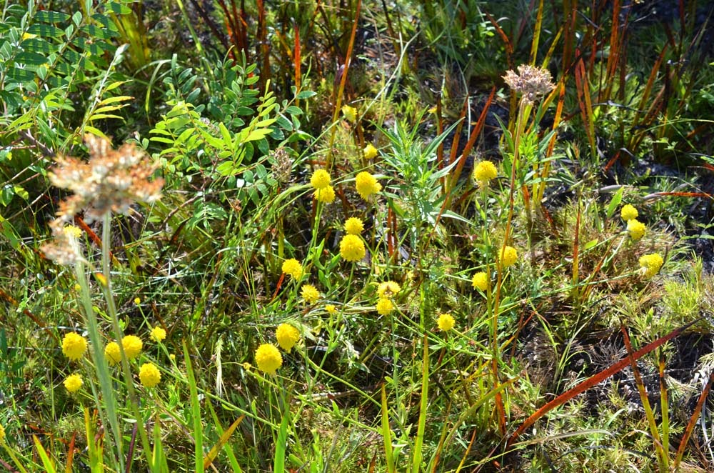 Space Coast Wildflowers: Wickham Park, September 2, 2013
