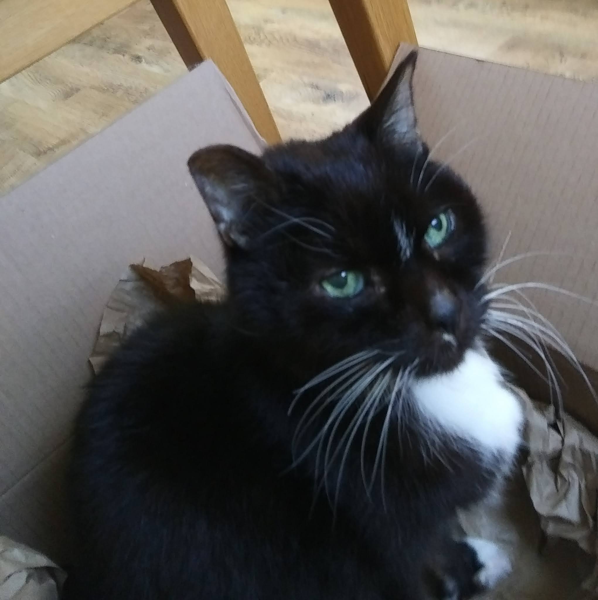 lifesomethings: A Tribute to Abbott the Cat