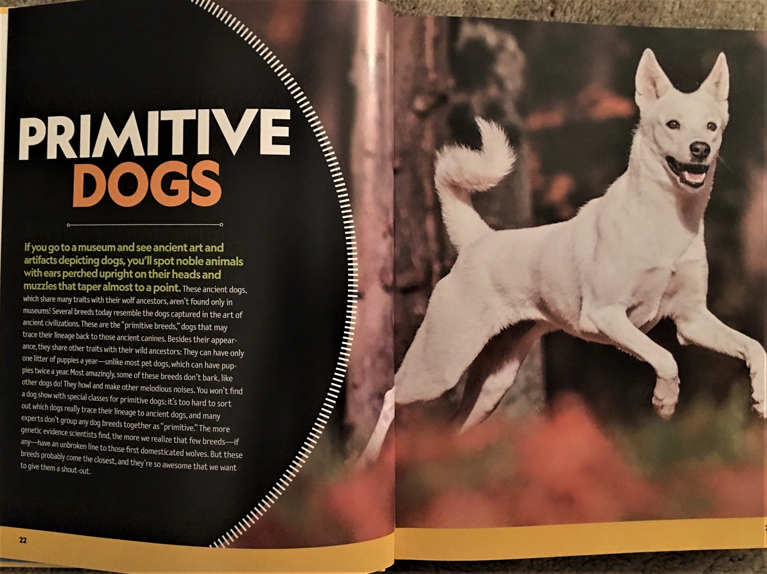 Chat with Vera: National Geo Kids DOG BREED GUIDE: A Complete Guide to ...