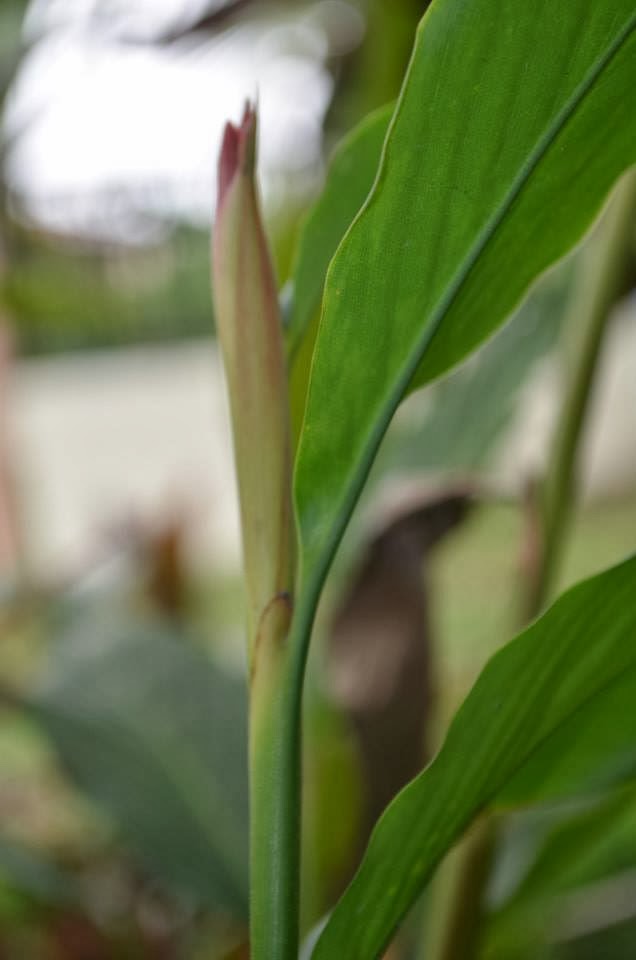from my garden: Bunga Konvo ( How to make a Flower Bouquet For a ...