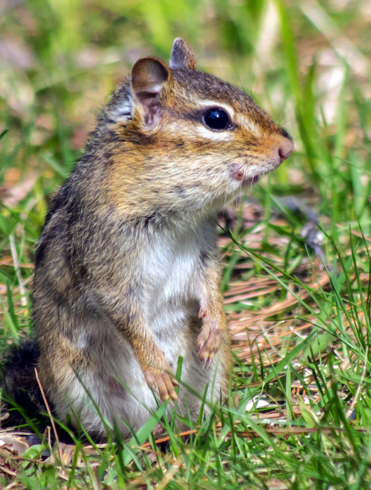 The Whodunit Photographer: June 2014