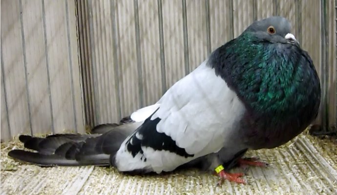 Old German Cropper ( Altdeutscher Kröpfer ) - Pigeons fall