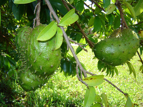 Guyabano Fruit Natural Cure of Cancer Cell: Guyabano Fruit Natural Cure ...