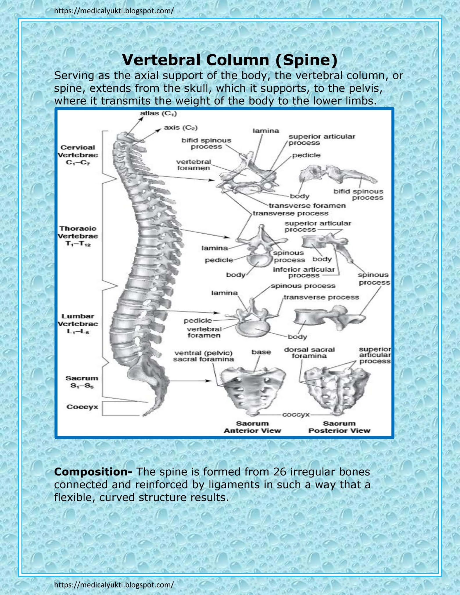 Skeletal System Anatomy Physiology - Medical Yukti