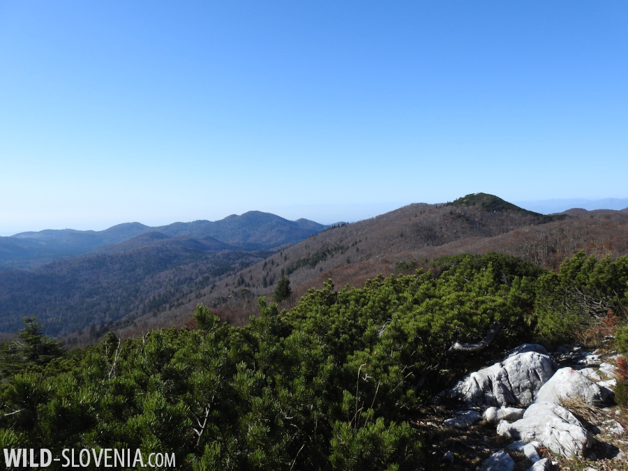 Carniolicum - Wildlife & Biodiversity in Slovenia: Veliki Golak with ...