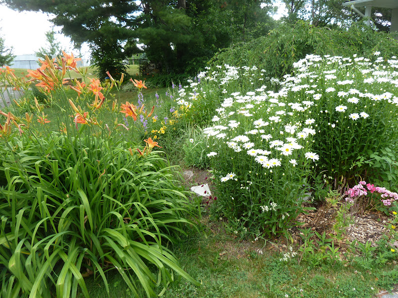 Marlene's Space: Late June Flowers