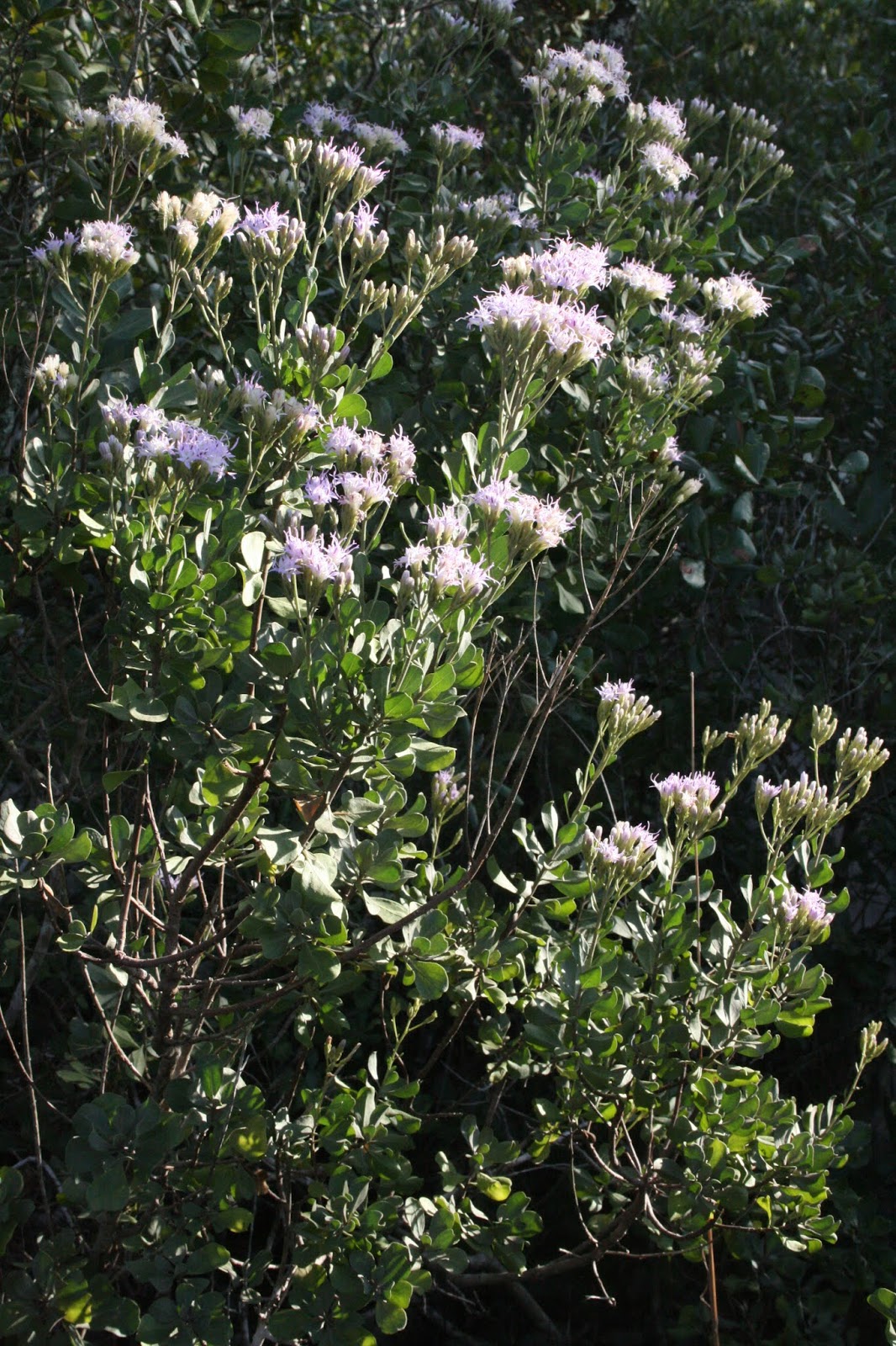 Native Florida Wildflowers: Garberia - Garberia heterophylla
