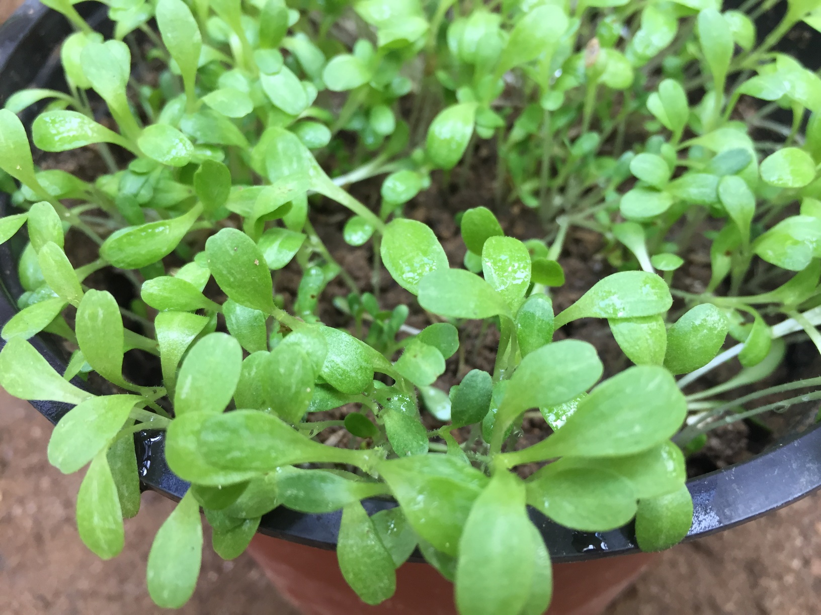 How To Grow Calendula