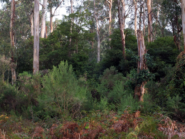Friends of Drouin's Trees: Drouin's Valuable Remnant Bushland #2