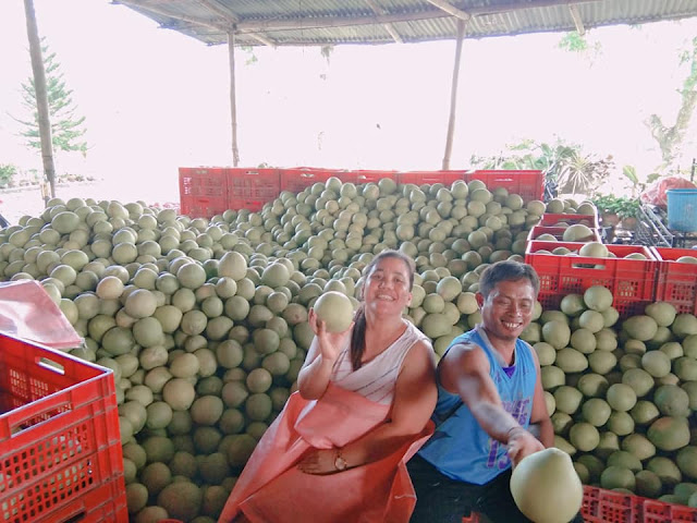 P'NAN NEWS: Cotabato Town Produces The Tastiest, Sweetest Pomelo