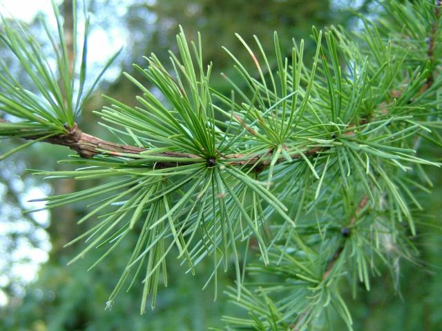 Trees Planet: Larix decidua - European Larch